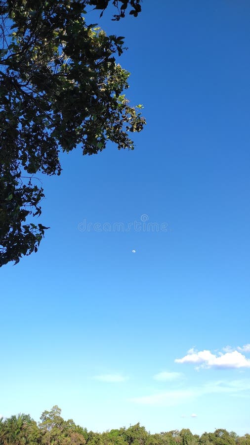 Moon at Noon stock image. Image of moon, leaf, halfmoon - 284553187