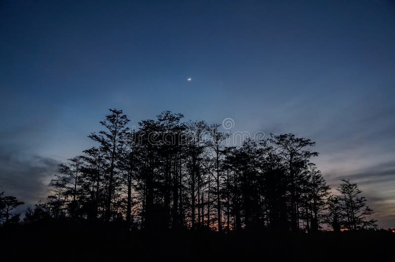 Moon over cypress swamp stock photo. Image of moon, bavaria - 92122928