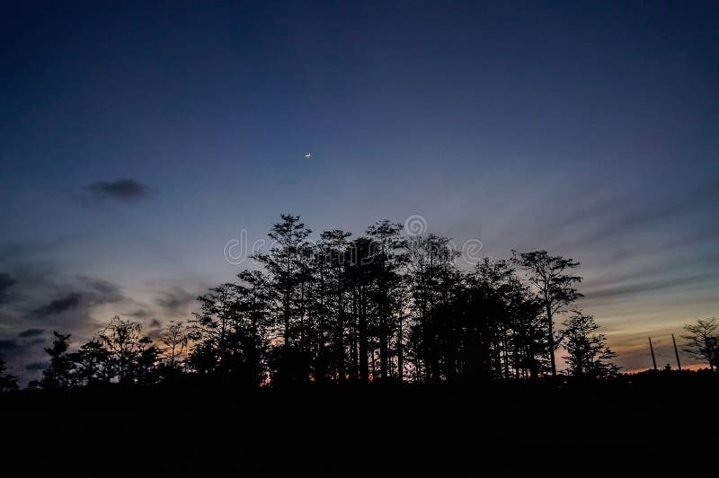 Moon over cypress swamp stock image. Image of bavaria - 92123221