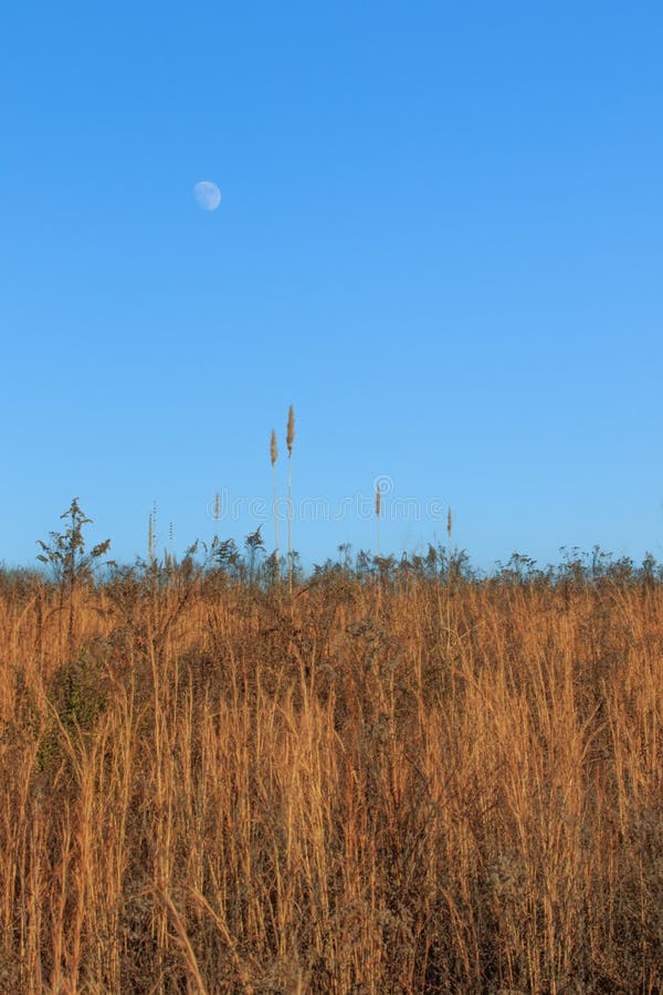 Moon over field stock photo. Image of nature, field, bells - 82259718