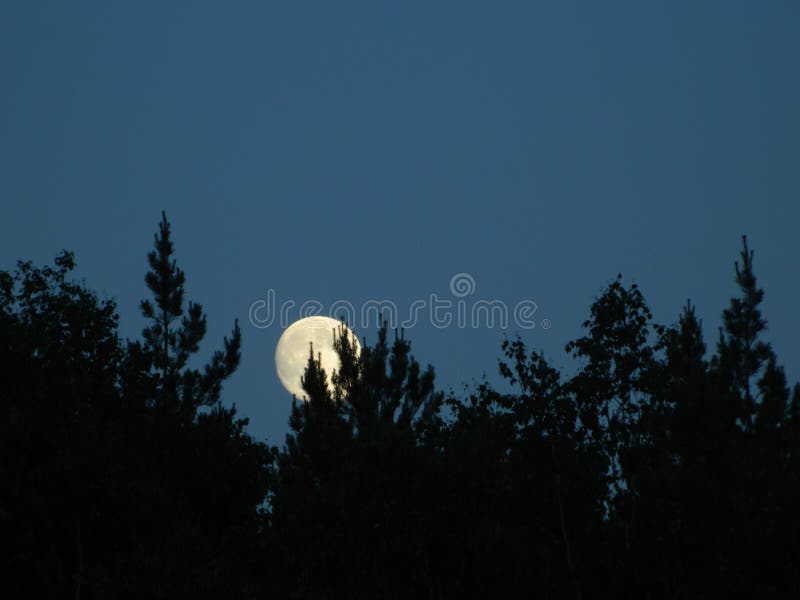 Moon Over the Forest, Night Sky Stock Photo - Image of full, twilights ...