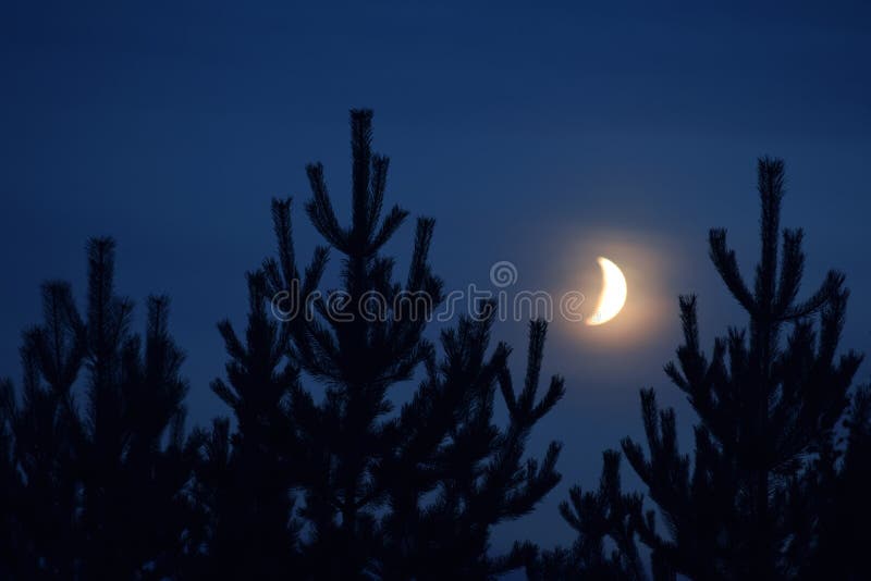 Moon Over the Forest, Night Sky Stock Image - Image of moon, moonrise ...