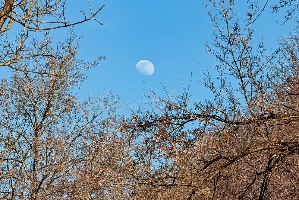 Moon over the Forest stock photo. Image of growth, environmental ...
