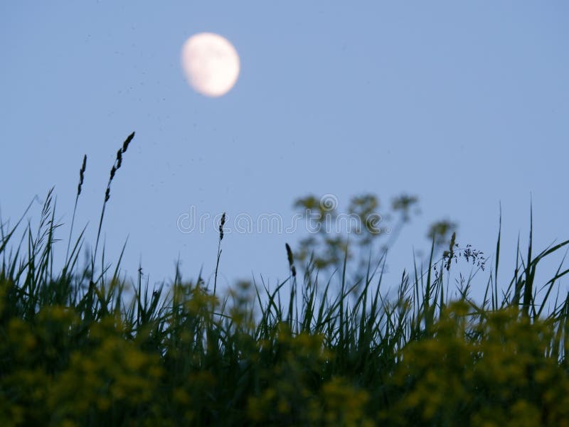The Moon Over the Meadow Grasses. Stock Photo - Image of horizon, cloud ...