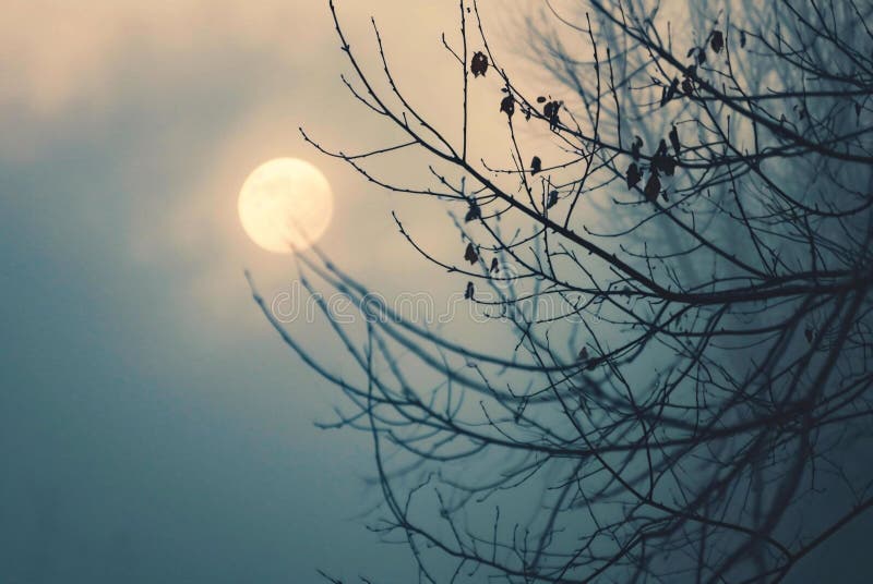 Moon Over the Sea Sunset in the Forest Moon and Tree Stock Illustration ...