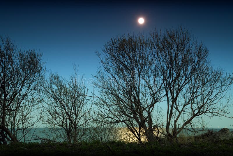 Moon over trees stock photo. Image of lake, fjord, trees - 147591102