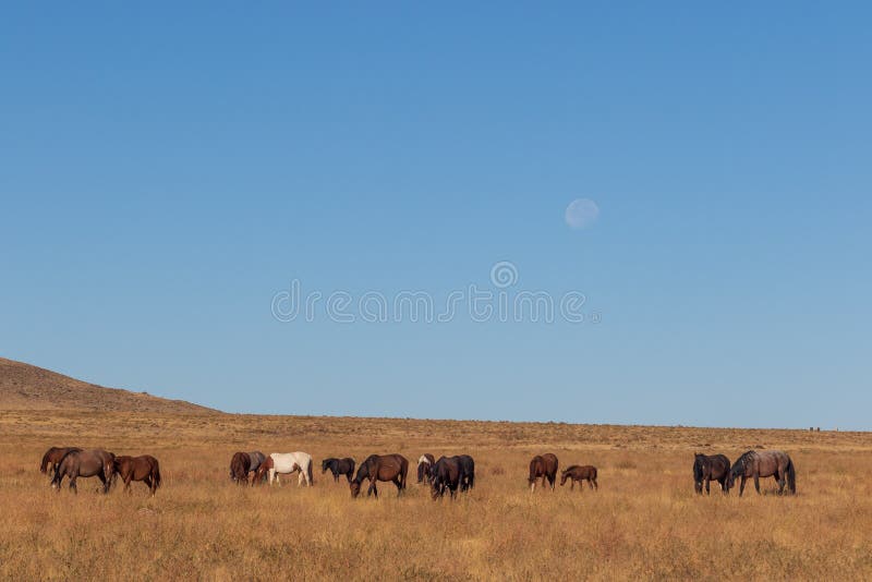 Moon Over wild Horses stock image. Image of nature, outdoors - 132101311