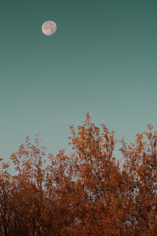 Moon Over Yellow Autumn Trees. Stock Image - Image of plant, branch ...