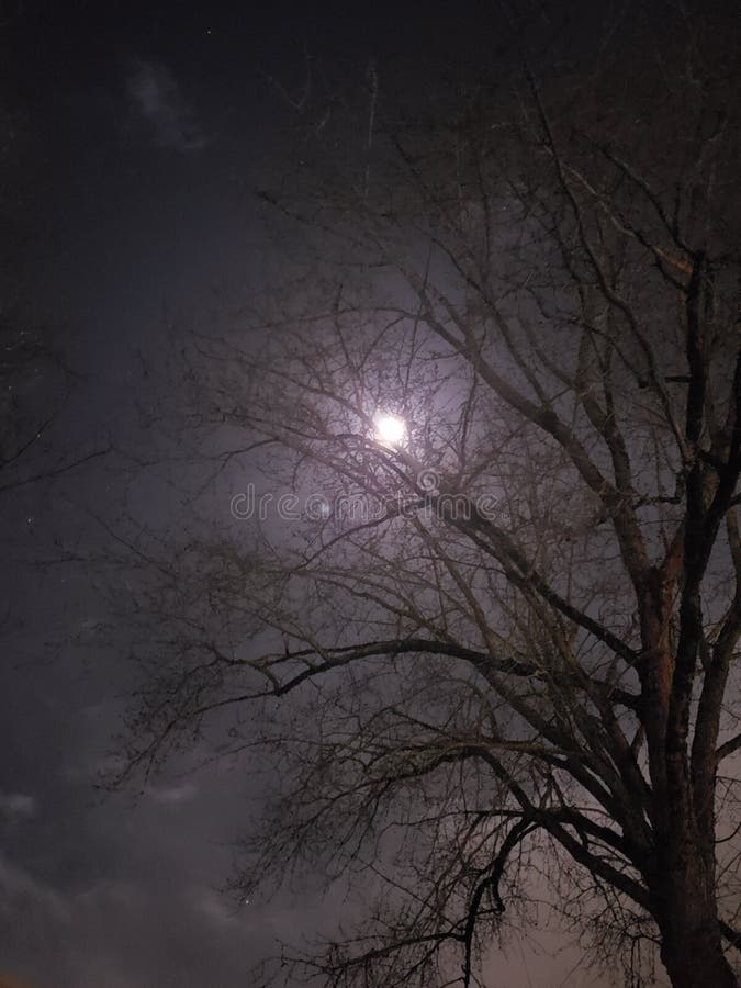 Moon thru trees stock image. Image of moon, home, trees - 168159417