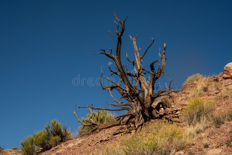 Moon Peeks through Branches of Gnarly Dead Tree Stock Image - Image of ...