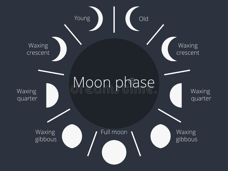 Moon Phases. the Whole Cycle from the New Moon To the Full. Vector ...