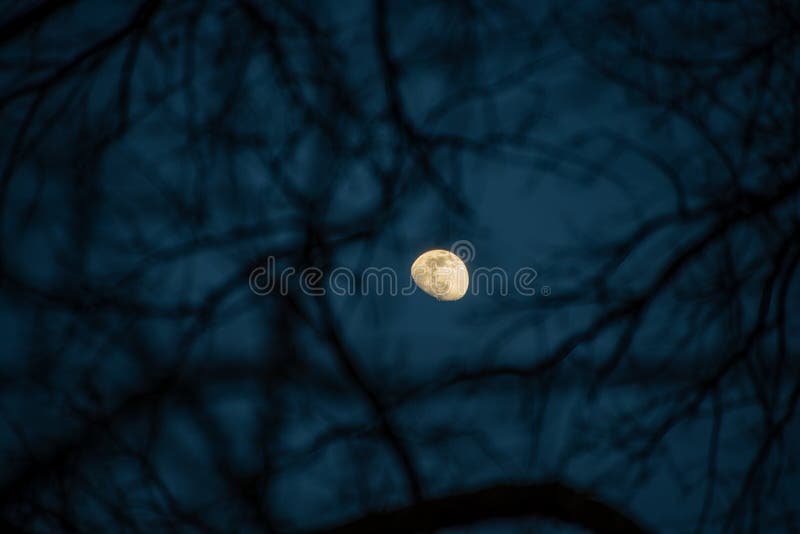 The Moon Photographed through Branches Stock Image - Image of evening ...