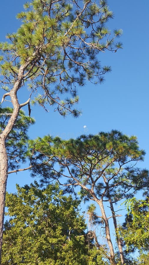 Moon and Pine stock image. Image of pine, blue, trees - 79335801