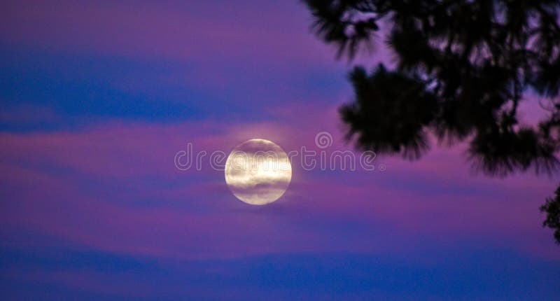 Rose moon stock image. Image of moon, nighttime, skies - 227944213