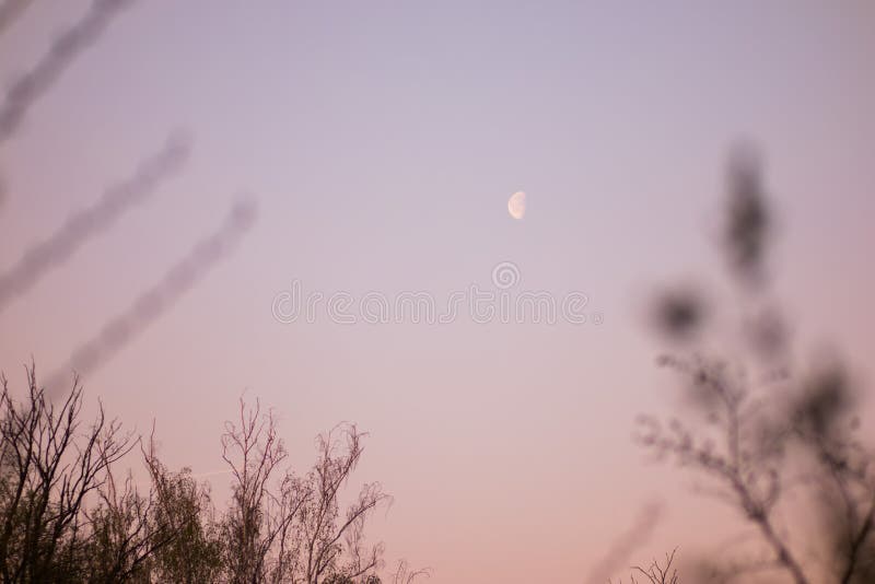 Moon in Pink the Sky in the Forest Stock Image - Image of cosmos, moon ...