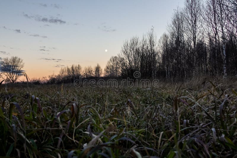 The Moon in the Predawn Haze Illuminates a Field of Withered Grass ...