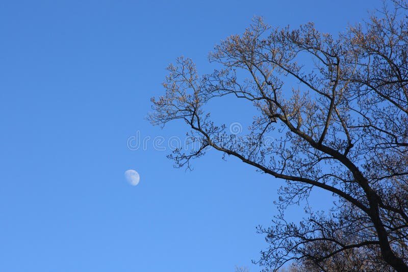 163 Moon Treetop Stock Photos - Free & Royalty-Free Stock Photos from ...