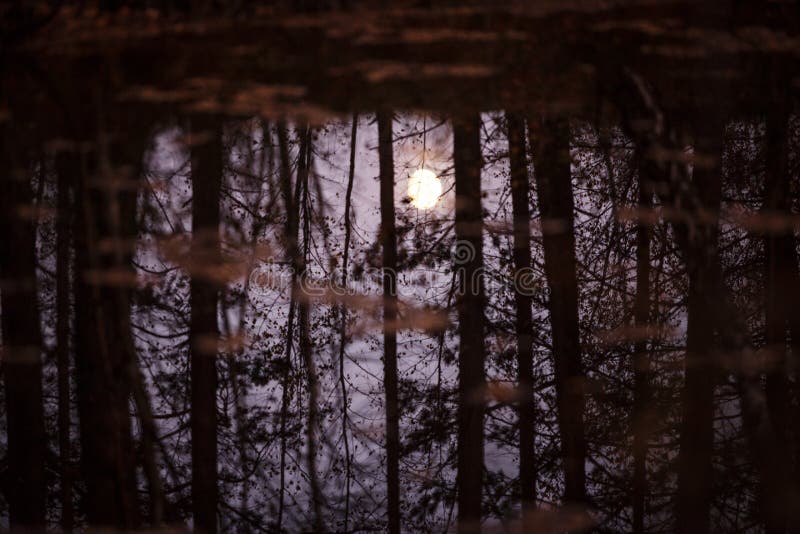 The Moon is Reflected in the Water through the Trunks and Branches of ...