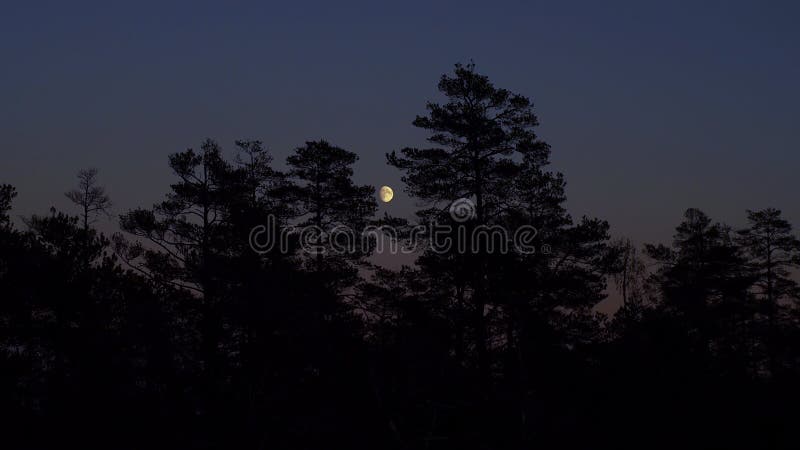 Moon rise over forest stock image. Image of moon, night - 58660727