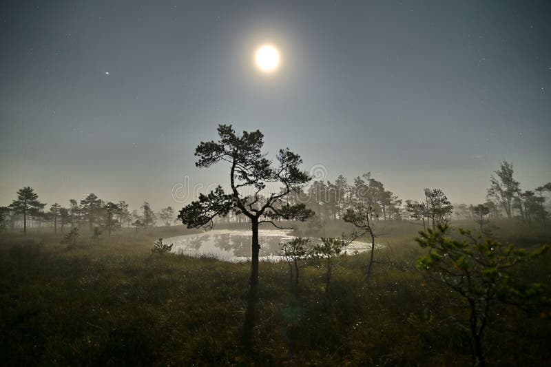 Moon rise over forest stock image. Image of moon, night - 58660727