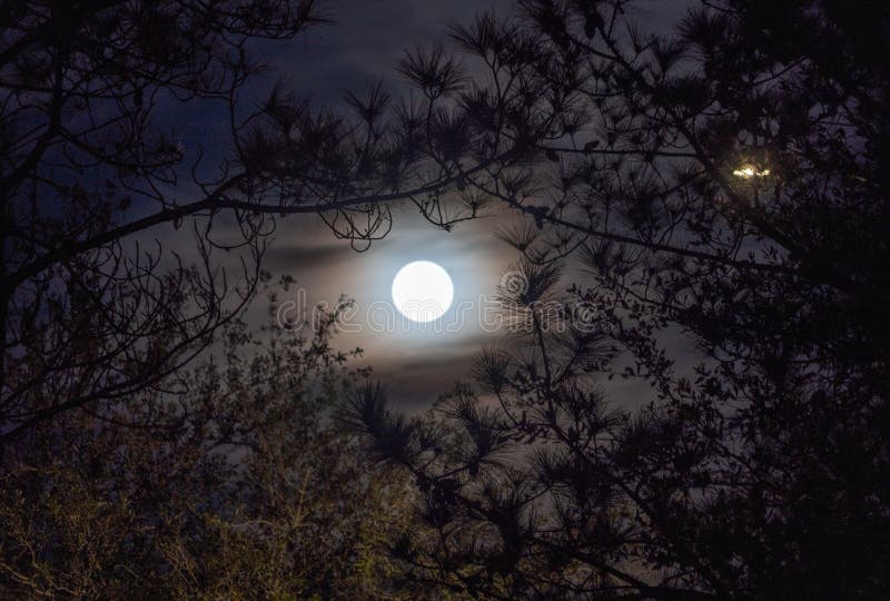 Moon rise and pine tree stock photo. Image of forest - 209058516