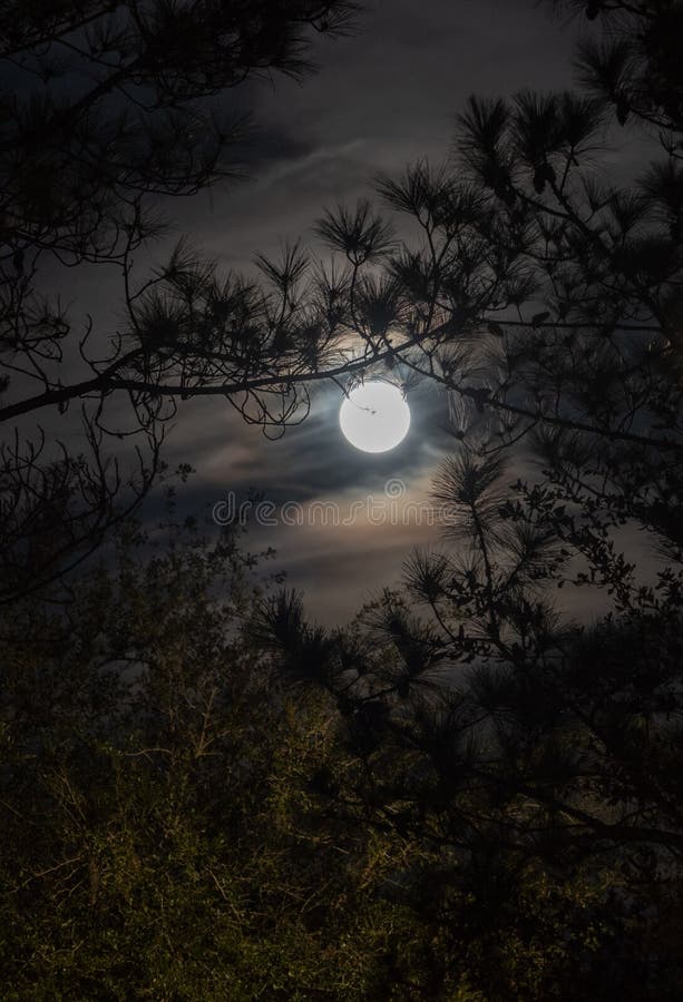 Moon rise and pine tree stock photo. Image of landscape - 209058522