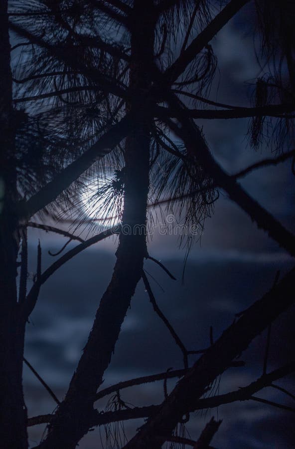 Moon rise and pine tree stock image. Image of nature - 209058525