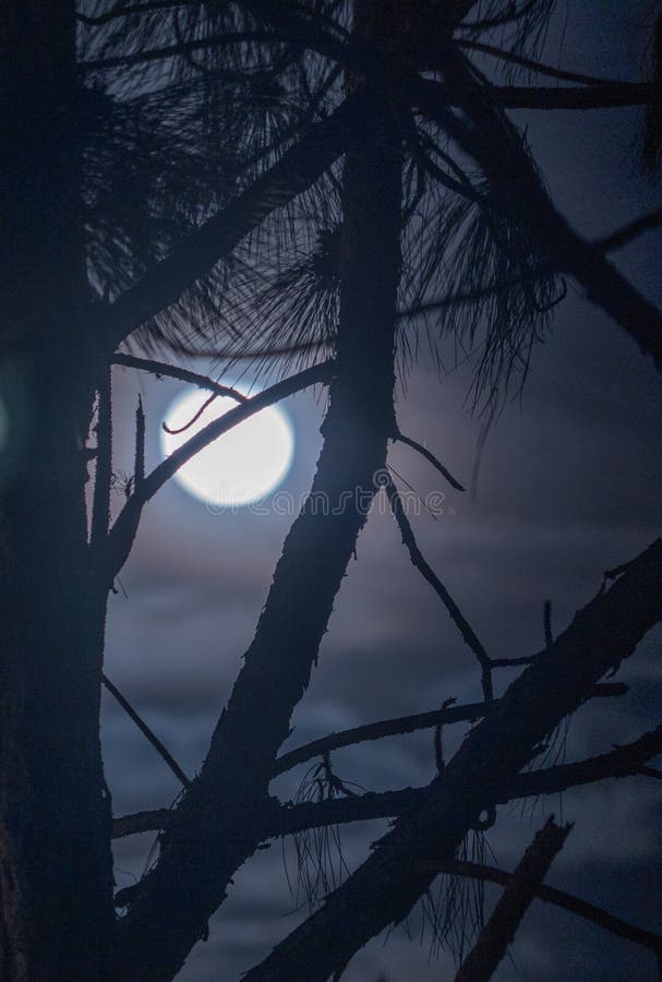 Moon rise and pine tree stock photo. Image of full, palm - 209058604