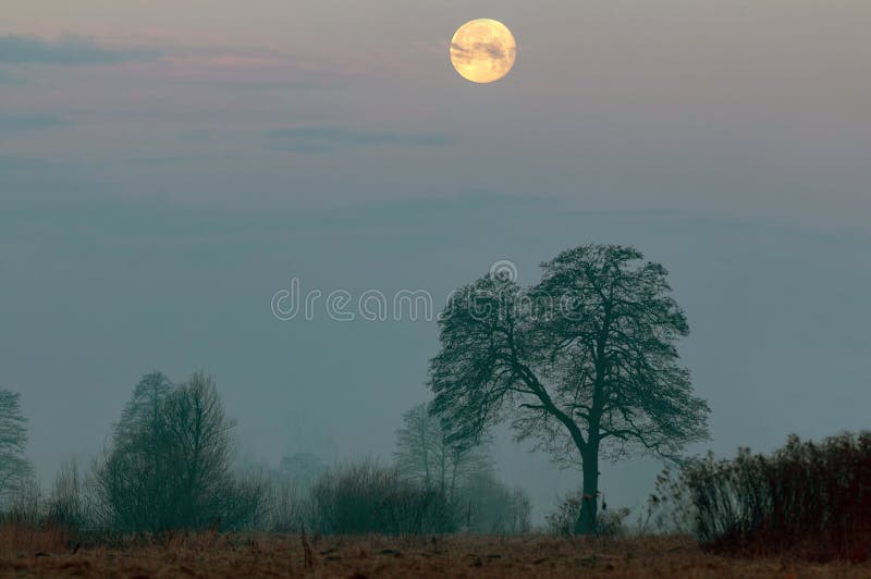 Moon Rising Above Tree and Landscape in Early Evening Stock Image ...
