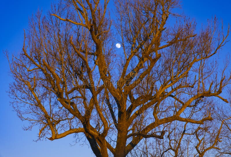 Moon Rising through Dead Winter Tree Beautiful Full Moon Stock Photo ...