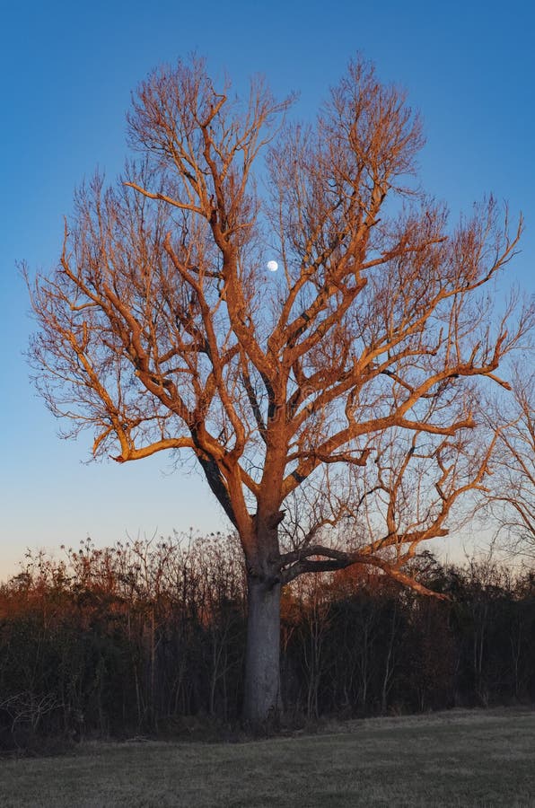 Moon Rising between Golden Tree Branches Lit by Sunset Stock Photo ...