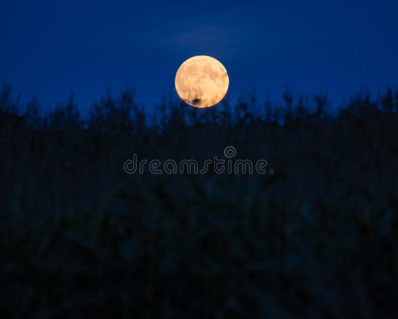 The Moon Rising Over a Corn Field Stock Image - Image of moons, field ...