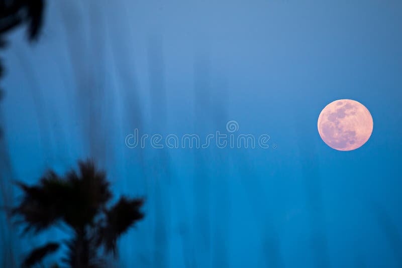 Moon Rising Over Palm Trees at the Beach Stock Image - Image of palm ...