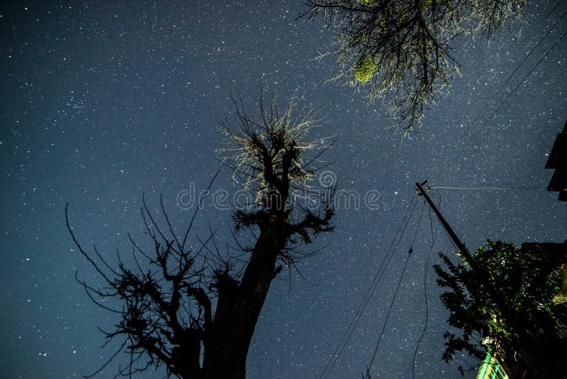 Moon is Rising Over Tree in Himalayas Stock Photo - Image of business ...