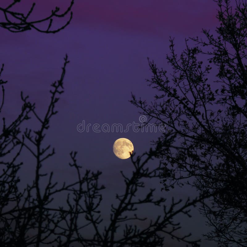 Moon Rising Over Trees in Purple Sky Stock Image - Image of graduated ...