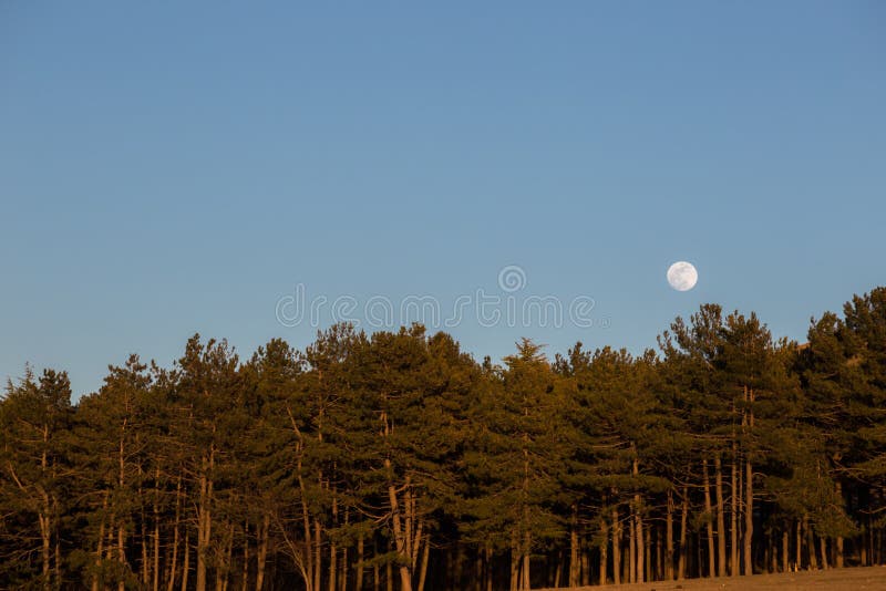 Moon Rising Up Behind Some Trees in a Forest, with Warm Sunset C Stock ...