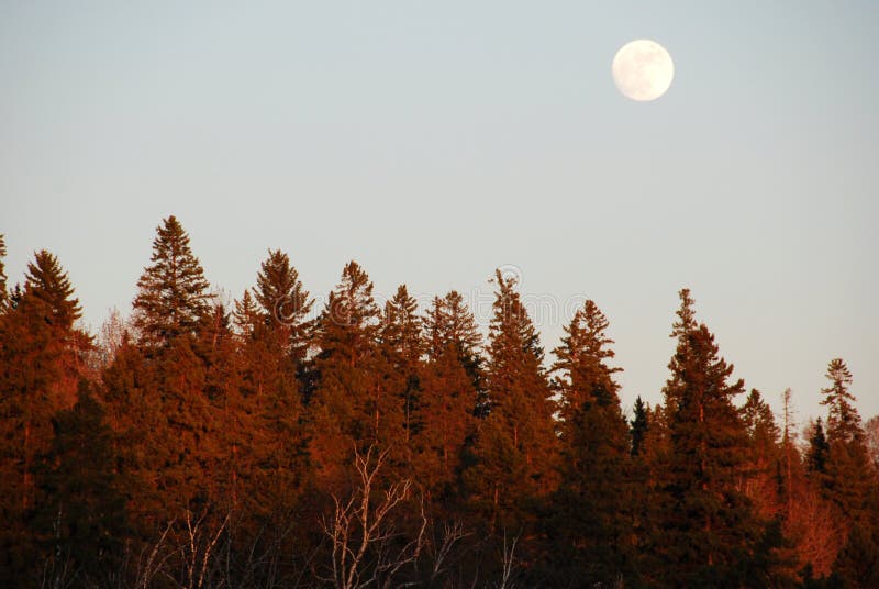 Moon rising from the woods stock image. Image of trees - 4633019