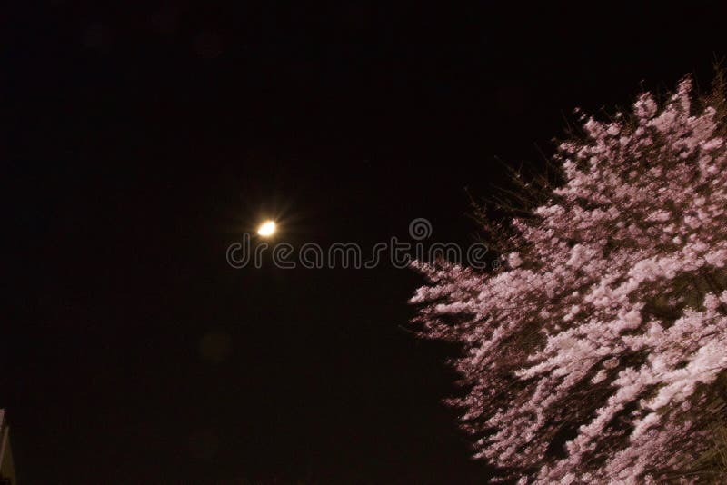 Moon and sakura in Japan stock photo. Image of april - 177500280