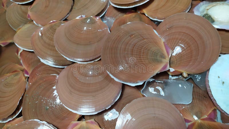 267 Moon Drum Stock Photos - Free & Royalty-Free Stock Photos from ...