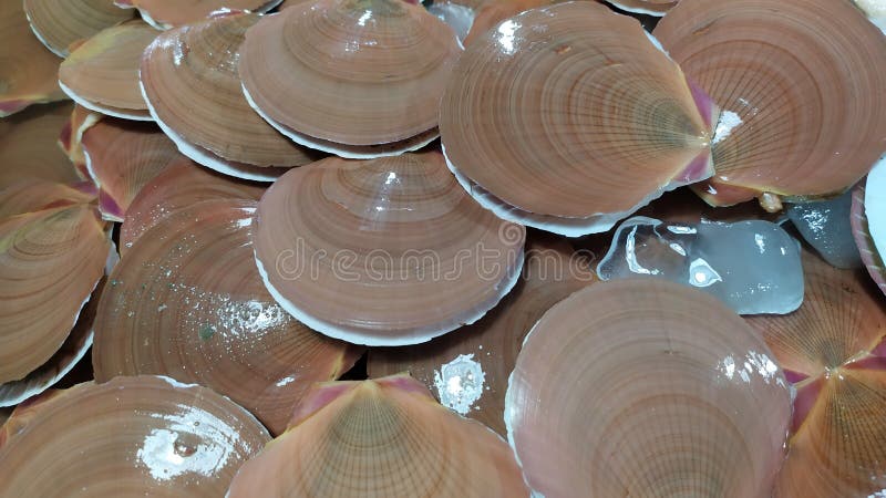 Moon Scallop Shells Sprinkled with Ice Cubes Ready To Be Processed ...