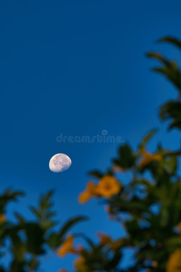 Moon seen during the day. stock image. Image of moonlight - 353380893