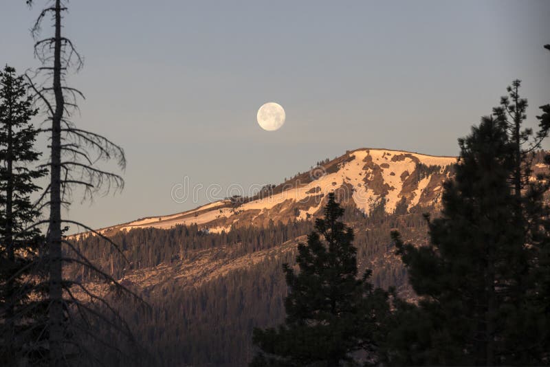 Moon Setting Over the Trees in the Sierra Mountains Stock Image - Image ...