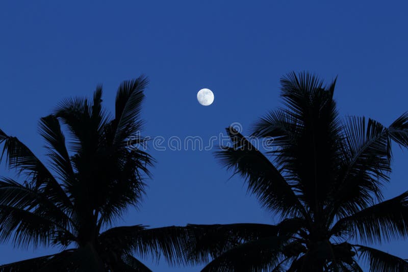 The Moon between Shadow of Coconut Tree Stock Photo - Image of blue ...