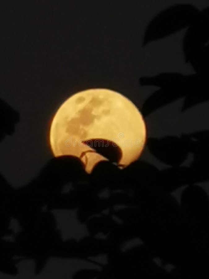 Moon and Shadow Leaf Rabbitonthemoon Stock Photo - Image of leaf, moon ...