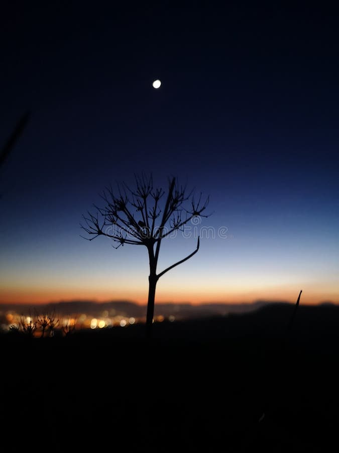 Moon Shadow& X27;s Plant with Bokeh City Light Stock Image - Image of ...