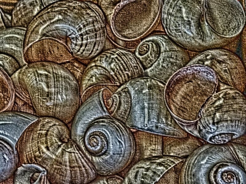 Moon Shell Stock Illustrations – 520 Moon Shell Stock Illustrations ...