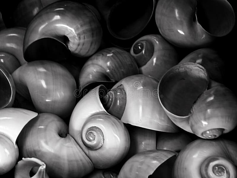 Moon shells stock photo. Image of reef, natural, biodiversity - 172285402