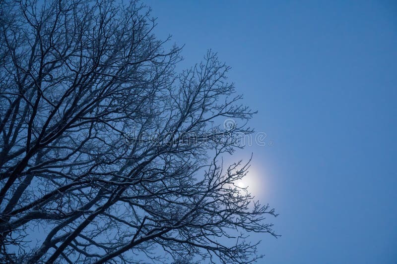 Moon Shines Behind the Branches on a Cold Winter Night Stock Image ...