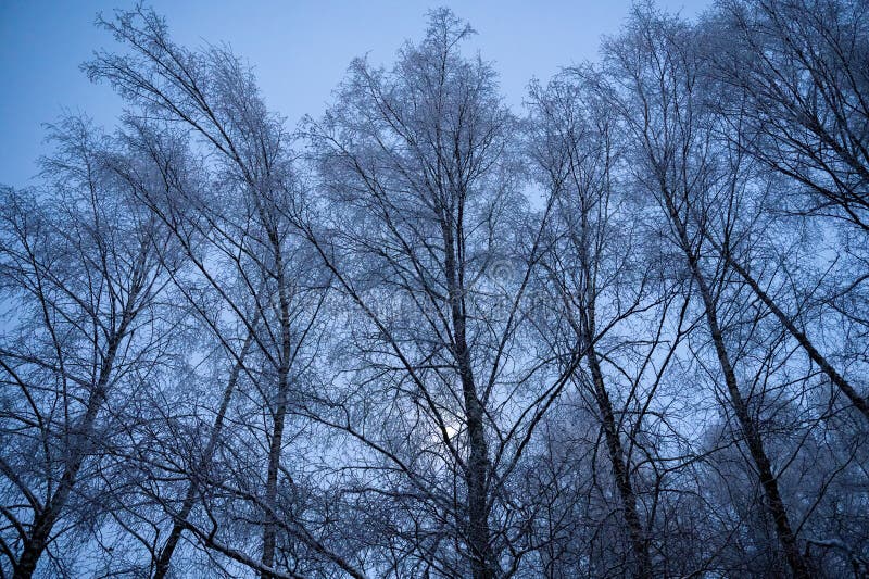 Moon Shines Behind the Branches on a Cold Winter Night Stock Image ...