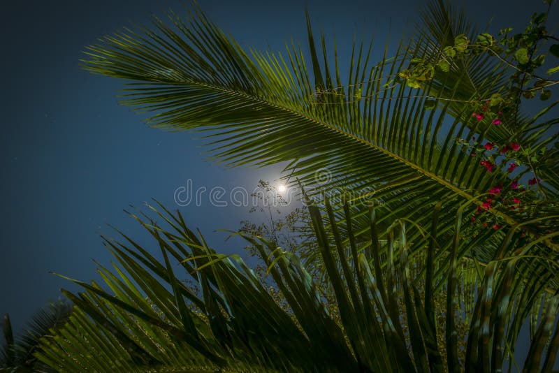 The Moon Shines through the Branches of a Palm Tree in the Night Sky ...